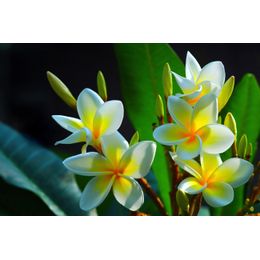 papermoon Fototapete "FRANGIPANI-BLUMEN PLUMERIA PFLANZE JASMIN BL&Uuml;TEN BAUM", B/L: 3,5mm x 2,6mm, Bahnen: 7 Stk. St., bunt, Schlafzimmer, Tapeten