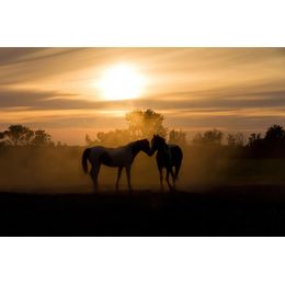 papermoon Fototapete "Liebespferde", B/L: 5mm x 2,8mm, Bahnen: 10 Stk. St., bunt, Schlafzimmer, Tapeten