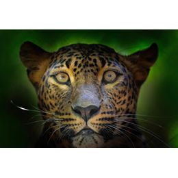 papermoon Fototapete "JAGUAR-PUMA TIGER L&Ouml;WE GEPARD DSCHUNGEL TIERE NATUR", B/L: 4mm x 2,6mm, Bahnen: 8 Stk. St., bunt, Schlafzimmer, Tapeten