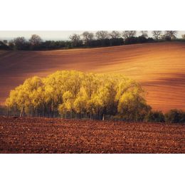 papermoon Fototapete "B&auml;ume in Feldern", B/L: 3mm x 2,23mm, Bahnen: 6 Stk. St., bunt, Schlafzimmer, Tapeten
