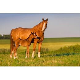 papermoon Fototapete "Pferde auf Wiese", B/L: 5mm x 2,8mm, Bahnen: 10 Stk. St., bunt, Schlafzimmer, Tapeten