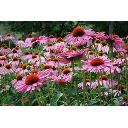 papermoon Fototapete "Sommerblumen", B/L: 3mm x 2,23mm, Bahnen: 6 Stk. St., bunt, Wohnzimmer, Tapeten