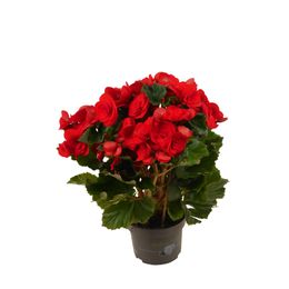 toom Begonie rot, 13 cm Topf