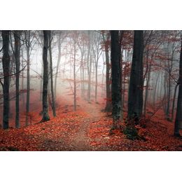 Leinwandbild queence "Herbstwald", rot, B:90cm H:60cm, Leinwand, Bilder, Akustikbild mit sehr guten Schallabsorptions-Eigenschaften