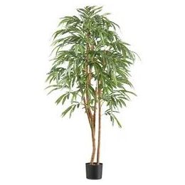 Kunstpflanze Creativ green "Ficus longifolia", grün, H:170cm, Kunststoff, Kunstpflanzen, mit Naturstamm