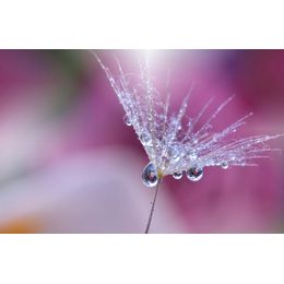 papermoon Fototapete "PUSTEBLUME-LÖWENZAHN ABSTRAKT TROPFEN MAKRO FANTASIE", B/L: 3,5mm x 2,6mm, Bahnen: 7 Stk. St., bunt, Schlafzimmer, Tapeten