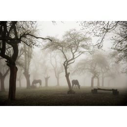 papermoon Fototapete "Photo-Art DENISA VLAICU, PFERDE IN EINEM NEBLIGEN OBSTGARTEN", B/L: 5mm x 2,8mm, Bahnen: 10 Stk. St., bunt, Schlafzimmer,
