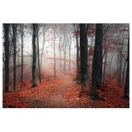 Leinwandbild queence "Herbstwald", rot, B:90cm H:60cm, Leinwand, Bilder, Akustikbild mit sehr guten Schallabsorptions-Eigenschaften