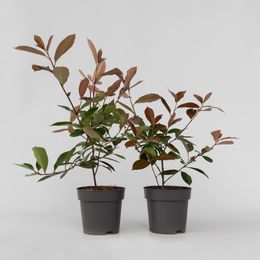 Plant in a Box - Glanzmispel - 4 Stk - Photinia fraseri 'Red Robin' - Höhe 30-40cm - Topf 17cm