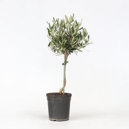 Plant in a Box - Olivenbaum - Olea europaea - Höhe 45-55cm - Topf 14cm