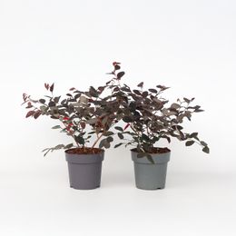 Plant in a Box - Hexenstrauch - 2er-Set - Loropetalum 'Fire Dance' - Höhe 30-40 cm - Topf 15 cm