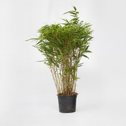 Plant in a Box - Bambus - Fargesia nitida 'Gansu' - Höhe 50-70cm - Topf 17cm