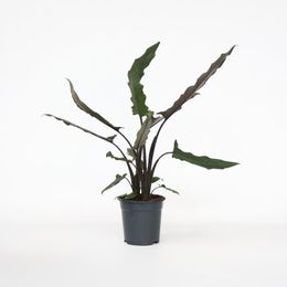 Plant in a Box - Elefantenohr - Alocasia 'Lauterbachiana' - Höhe 80-90 cm - Topf 19 cm