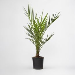 Plant in a Box - Kanarische Dattelpalme - Phoenix canariensis - Höhe 50-60cm - Topf 15cm