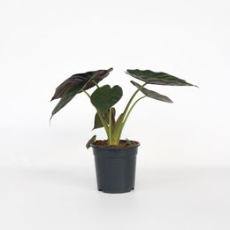 Plant in a Box - Elefantenohr - Alocasia 'Wentii' - Höhe 70-80 cm - Topf 19 cm