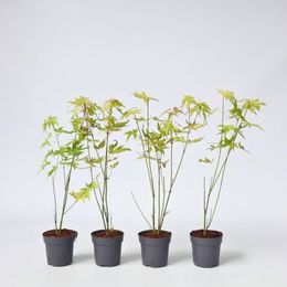 Plant in a Box - Japanischer Ahorn - 4 Stk - Acer palmatum Orange Dream - Höhe 25-40cm - ø10,5cm