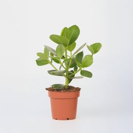 Plant in a Box - Balsamapfel - Clusia rosea 'Princess' - Topf 12cm - Höhe 25-35cm