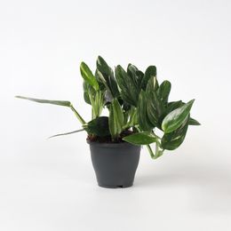 Plant in a Box - Grüne Zimmerpflanze - Philodendron 'Cobra' - Höhe 55-65 cm - Topf 19 cm