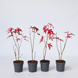 Plant in a Box - Japanischer Ahorn - 4 Stk - Acer palmatum atropurpureum - Höhe 25-40cm - ø10,5cm