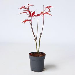 Plant in a Box - Japanischer Ahorn - Acer palmatum 'atropurpureum' - Höhe 25-40cm - ø10,5cm