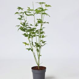 Plant in a Box - Japanischer Ahorn - Acer palmatum 'Going Green' - Höhe 25-40cm - ø10,5cm