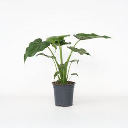 Plant in a Box - Elefantenohr - Alocasia 'Cucullata' - Höhe 70-80 cm - Topf 19cm