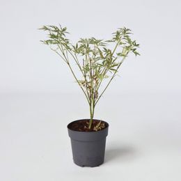 Plant in a Box - Japanischer Ahorn - Acer palmatum 'Butterfly' - Höhe 25-40cm - ø10,5cm