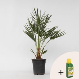 Plant in a Box - Bergpalme - Chamaerops humilis - Höhe 70-80cm - Topf 21cm