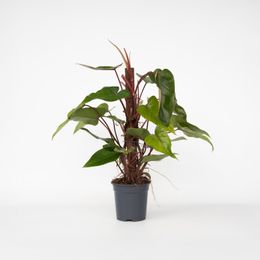 Plant in a Box - Grüne Zimmerpflanze - Philodendron 'Red Emerald' - Höhe 70-80 cm - Topf 19 cm