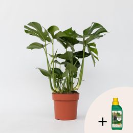 Plant in a Box - Fensterblatt - Monstera deliciosa - Höhe 70-80cm - Topf 21cm