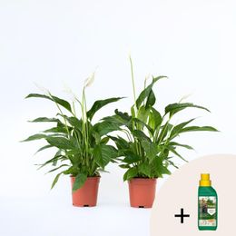 Plant in a Box - Friedenslilie - Einblatt - 2 Stk - Spathiphyllum 'Lima' - Höhe 60-75cm - Topf 17cm