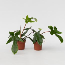 Plant in a Box - Baumfreund - 2 Stk - Philodendron 'Florida Green' - Höhe 20-30cm - Topf 12cm