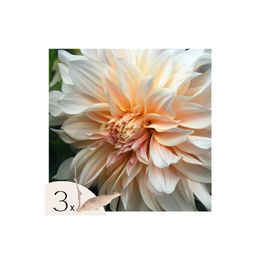 Plant in a Box - Dahlien - 3er Set - Dahlia 'Cafe au Lait' XXL - Dahlienknollen - Mehrfarbig