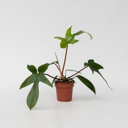 Plant in a Box - Baumfreund - Philodendron 'Florida Green' - Höhe 20-30cm - Topf 12cm