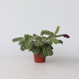 Plant in a Box - Marante - 2 Stk - Ctenanthe 'burle-marxii' - Höhe 30-40cm - Topf 14cm