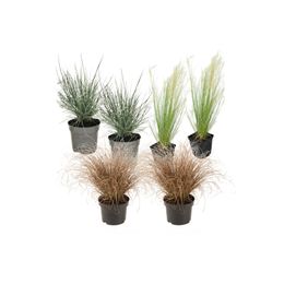 Plant in a Box - Ziergras-Set - 6 Stk - Stipa, Festuca, Carex - Höhe 15-25cm - Topf 11cm