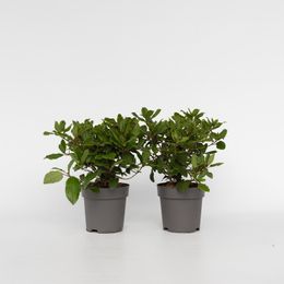 Plant in a Box - Lorbeer-Schneeball - 2 Stk - Viburnum tinus - Höhe 25-40cm - Topf 17cm