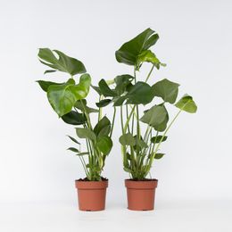 Plant in a Box - Fensterblatt - 2 Stk - Monstera deliciosa - Höhe 50-60cm - Topf 17cm