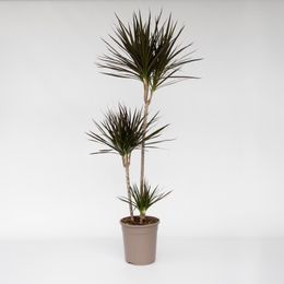 Plant in a Box - Drachenbaum - Dracaena marginata - Höhe 110-130cm - Topf 24cm