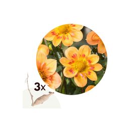 Plant in a Box - Dahlien - 3er Set - Dahlia 'Kelsey Annie Joy' - Dahlienknollen - Mehrfarbig