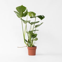 Plant in a Box - Fensterblatt - Monstera deliciosa - Höhe 50-60cm - Topf 17cm