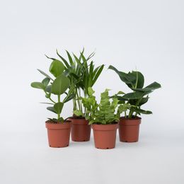 Plant in a Box - Zimmerpflanzen 'Grünes Quartett' - 4 Stk - Höhe 25-40cm - Topf 12cm