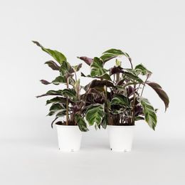 Plant in a Box - Korbmarante - 2 Stk - Calathea Lietzei 'White Fusion' - Höhe 30-40cm - Topf 14cm