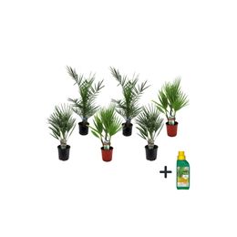 Gartenpalmen - 6 Stk - Phoenix,Chamaerops,Washingtonia - Höhe 50-70cm - Topf 15cm