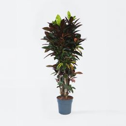 Plant in a Box - Kroton - Codiaeum variegatum 'Mrs. Iceton' - Höhe 140-150cm - Topf 31cm