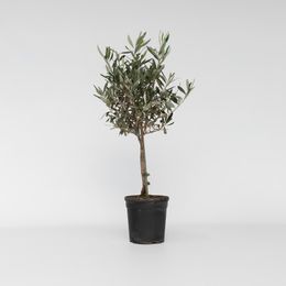 Plant in a Box - Olivenbaum - Olea europaea - Höhe 60-70cm - Topf 17cm