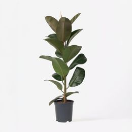 Plant in a Box - Gummibaum - Ficus Elastica 'Robusta' - Höhe 75-100cm - Topf 24cm