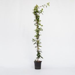 Plant in a Box - Jasmin - Trachelospermum jasminoides - Höhe 110-120cm - Topf 17cm