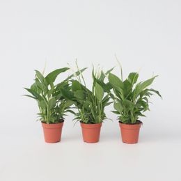 Plant in a Box - Friedenslilie - Einblatt - 3 Stk - Spathiphyllum Torelli - Höhe 30-45cm - Topf 12cm