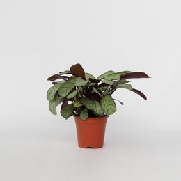 Plant in a Box - Marante - Ctenanthe burle-marxii 'Amagris' - Höhe 25-35cm - Topf 14cm